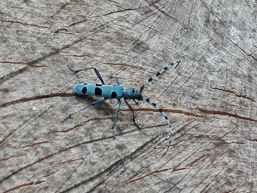 Il meraviglioso mondo degli insetti - Scuola Verde